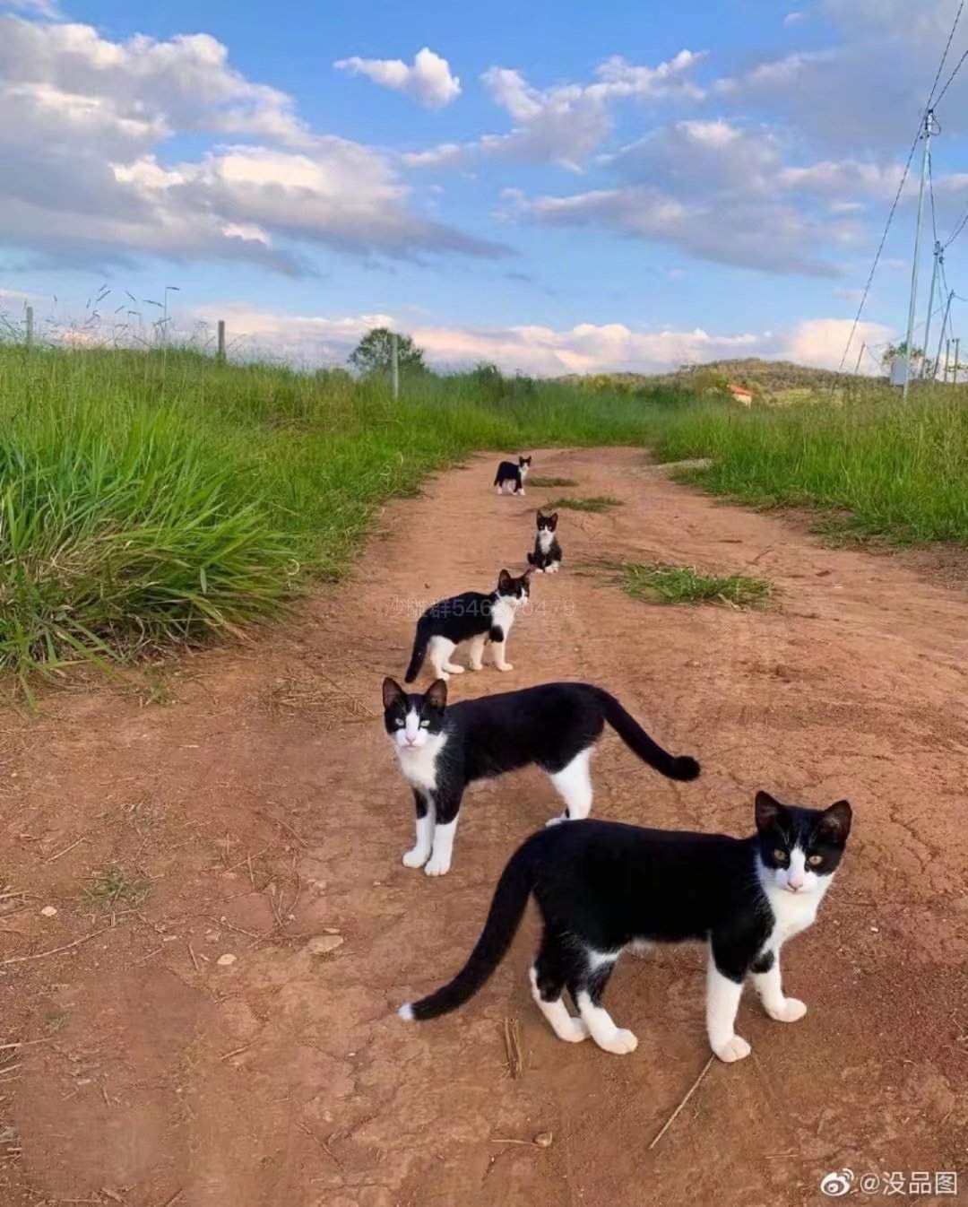 Solve cccccat jigsaw puzzle online with 208 pieces