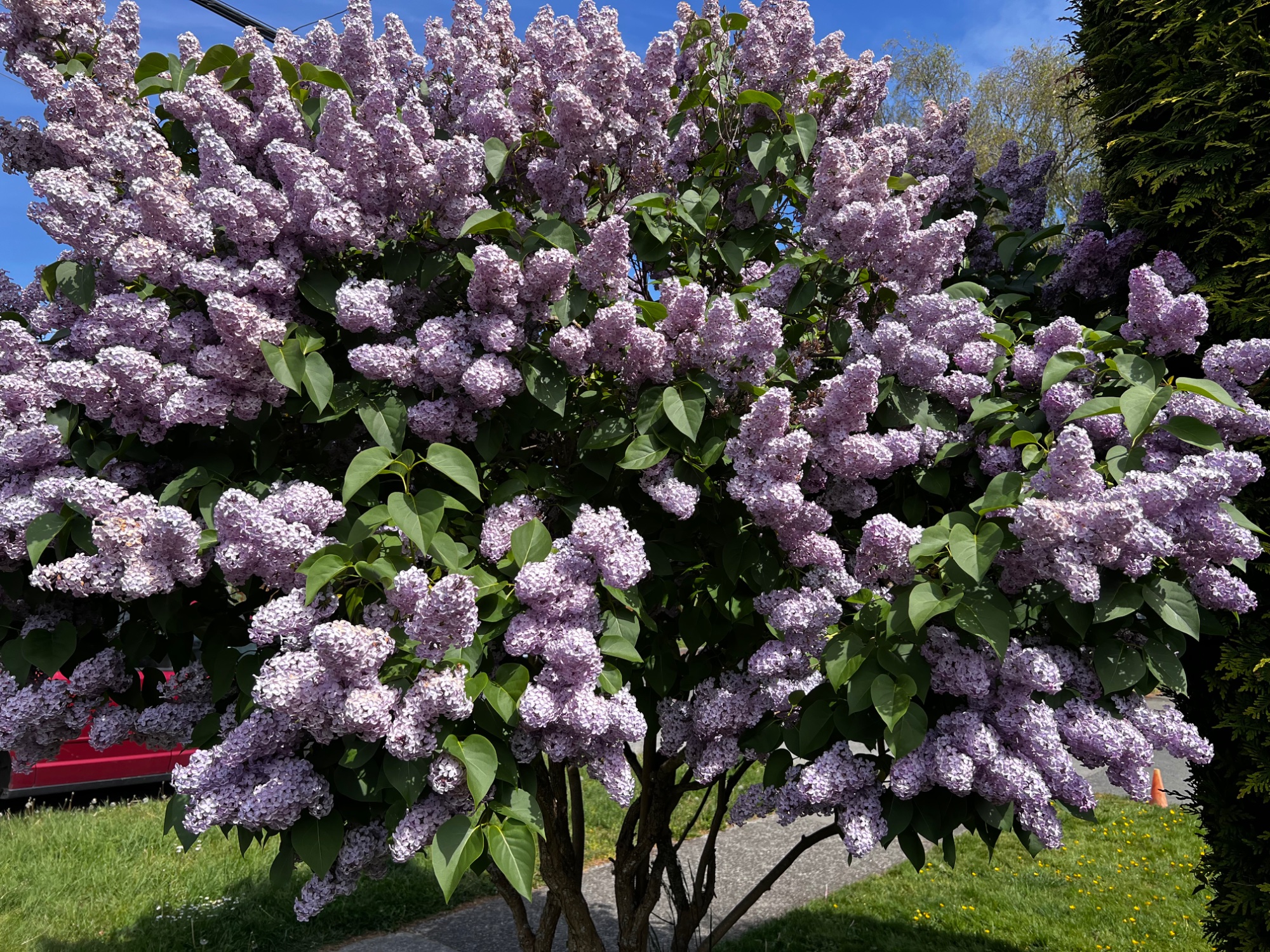 Solve Beautiful lilac James Bay Victoria BC jigsaw puzzle online with ...