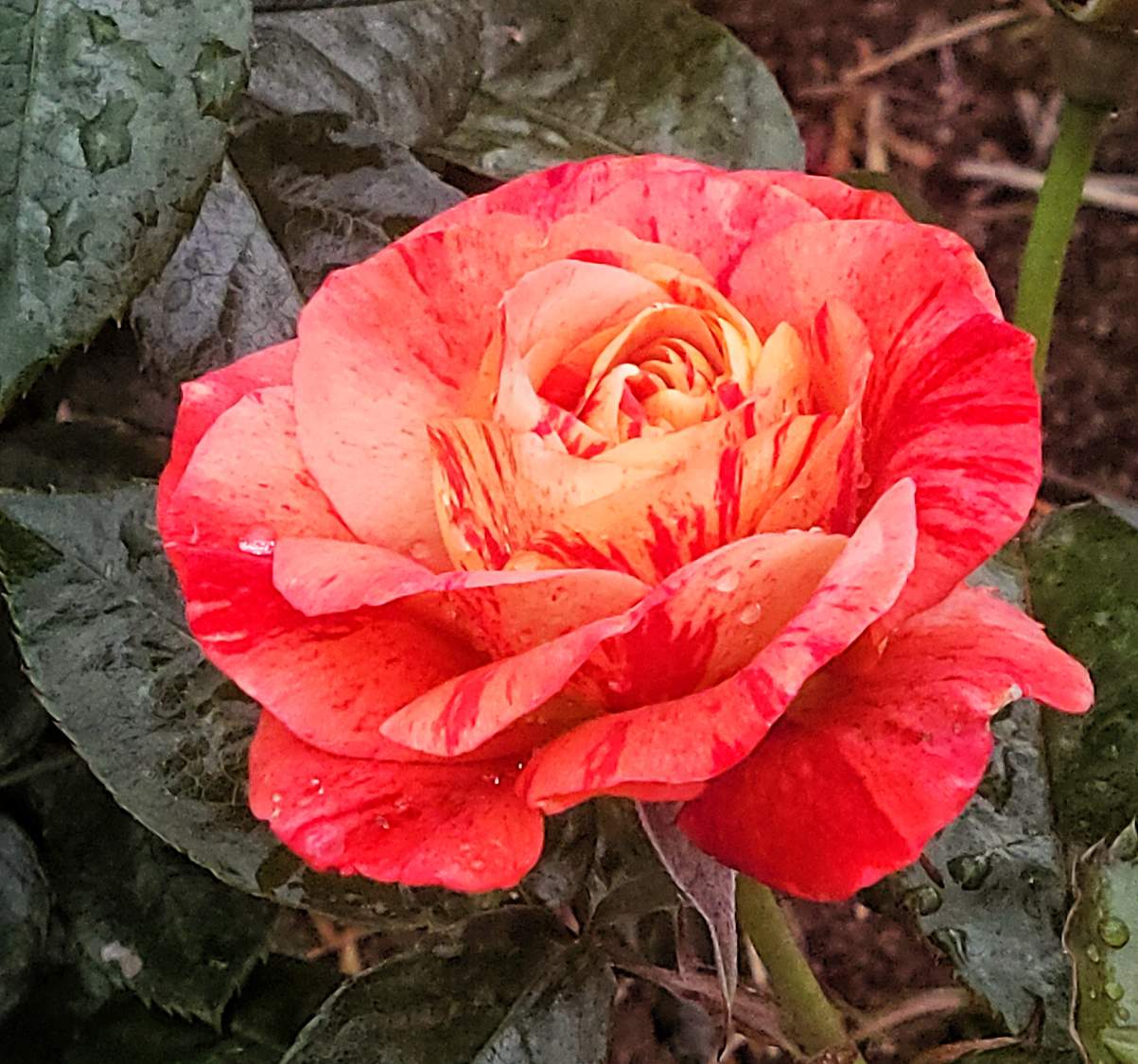 Solve Big Rose Blossom jigsaw puzzle online with 72 pieces