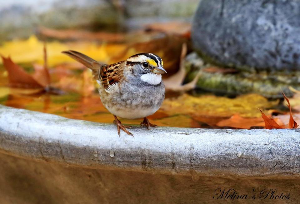Solve White throated sparrow jigsaw puzzle online with 70 pieces