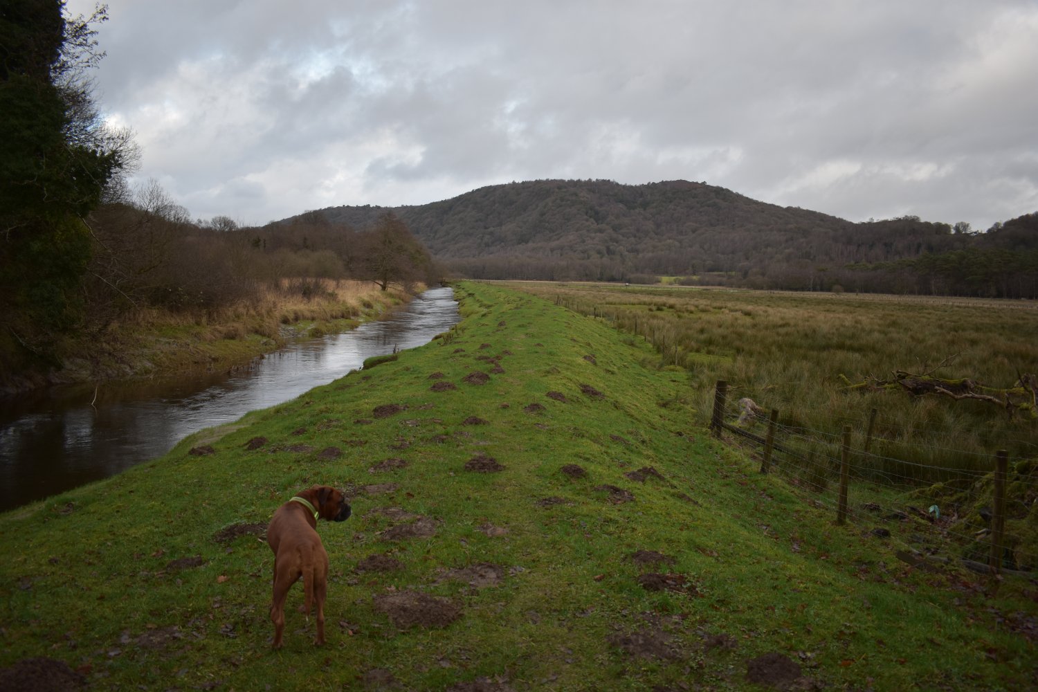 Solve Blimey, look at all these mole hills! jigsaw puzzle online with ...