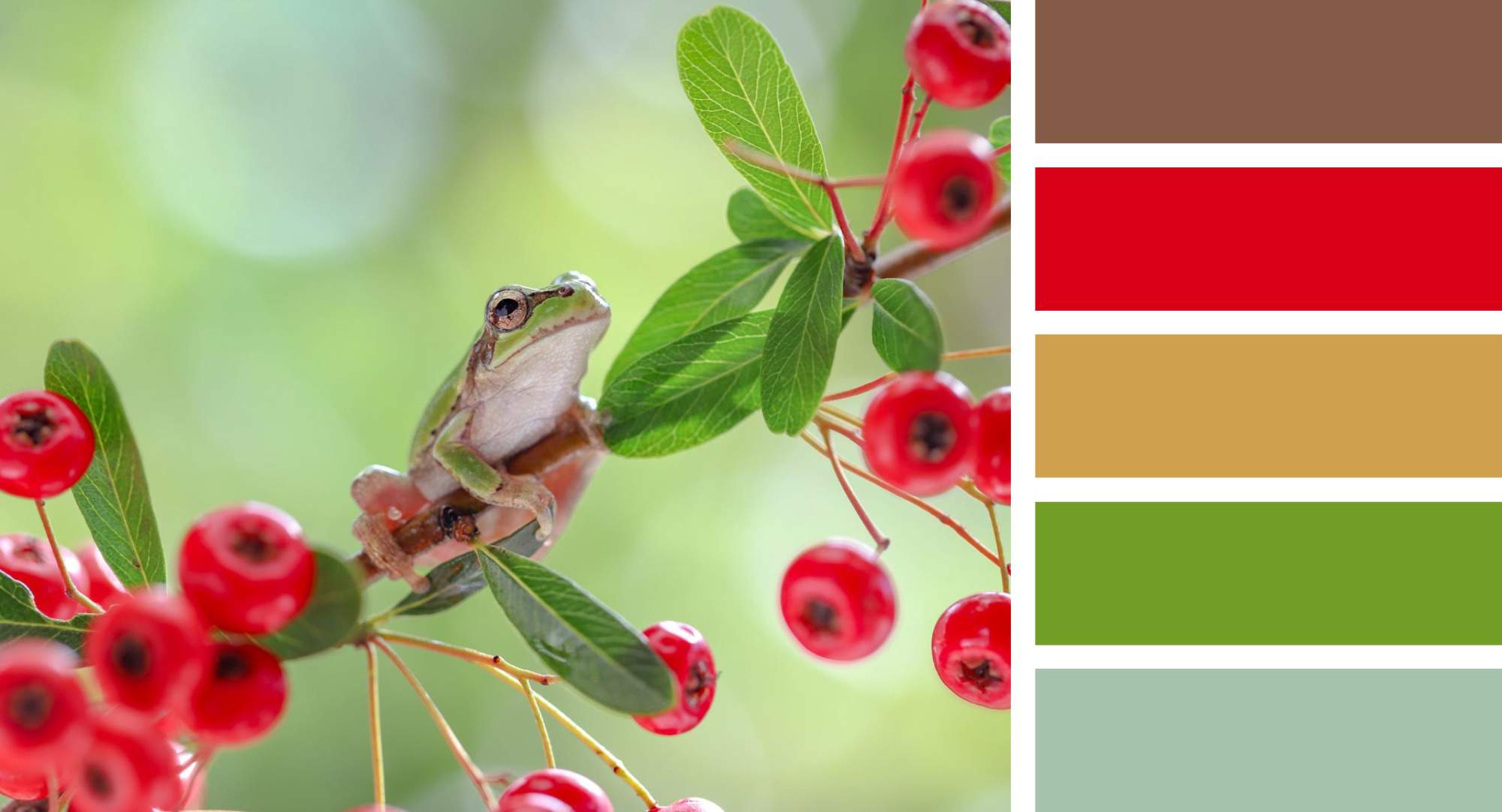 Solve Tree Frog Sits on a Branch jigsaw puzzle online with 276 pieces