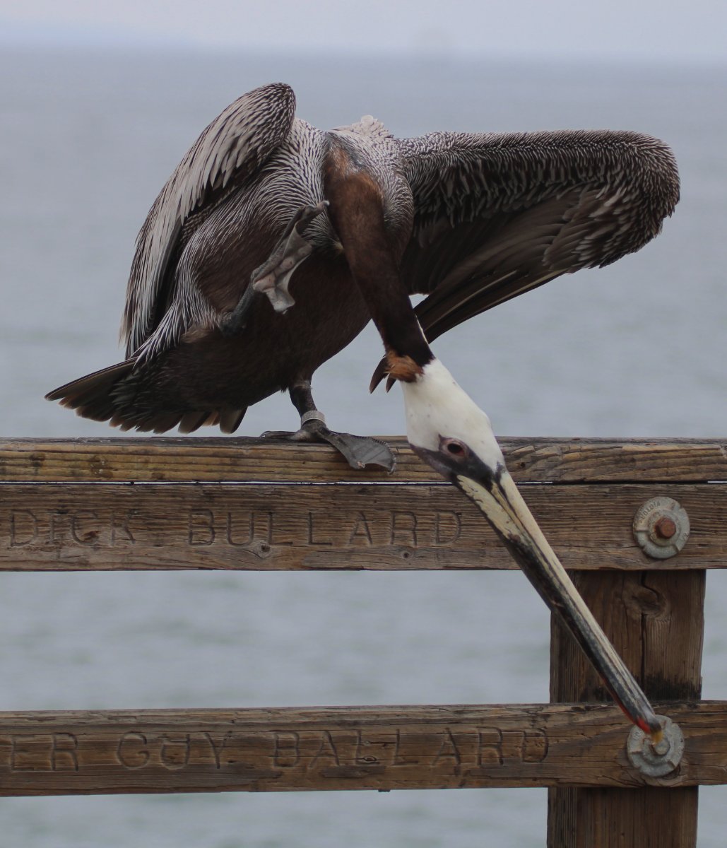 Solve Itchy neck! jigsaw puzzle online with 30 pieces