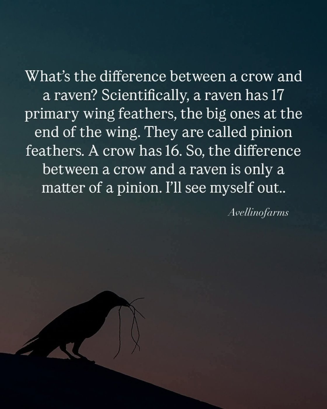 Solve Ravens & crows jigsaw puzzle online with 42 pieces