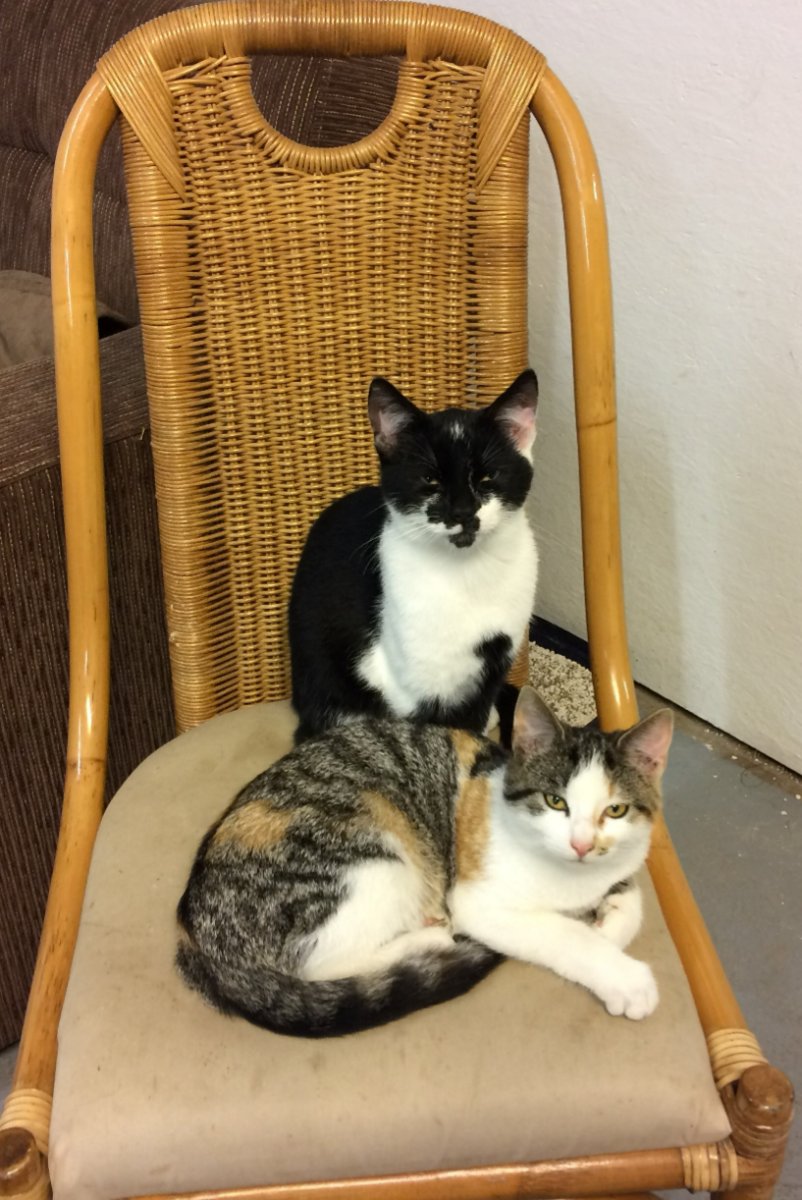 Solve The stable cats Joris and Miep (the coloured one) posing for us ...