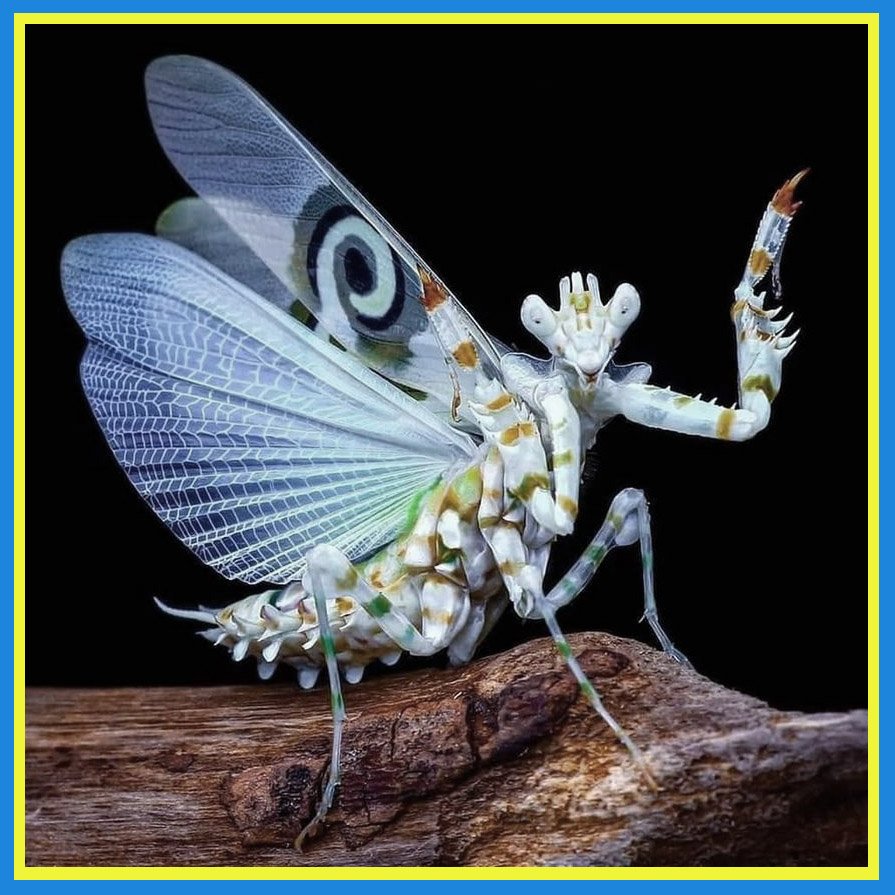 Solve Spiny Flower Mantis jigsaw puzzle online with 81 pieces