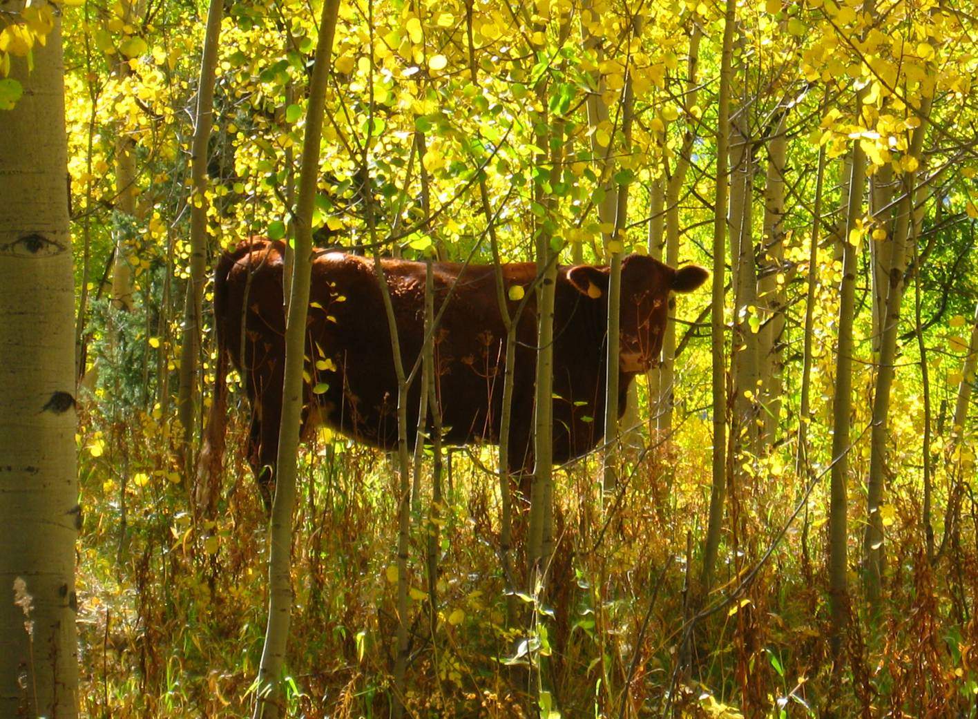 Solve cow among the aspen jigsaw puzzle online with 70 pieces