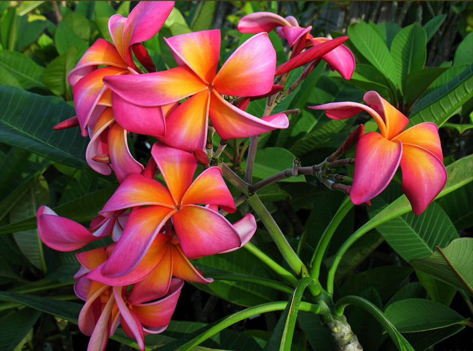 Solve Pink & Peachy jigsaw puzzle online with 20 pieces