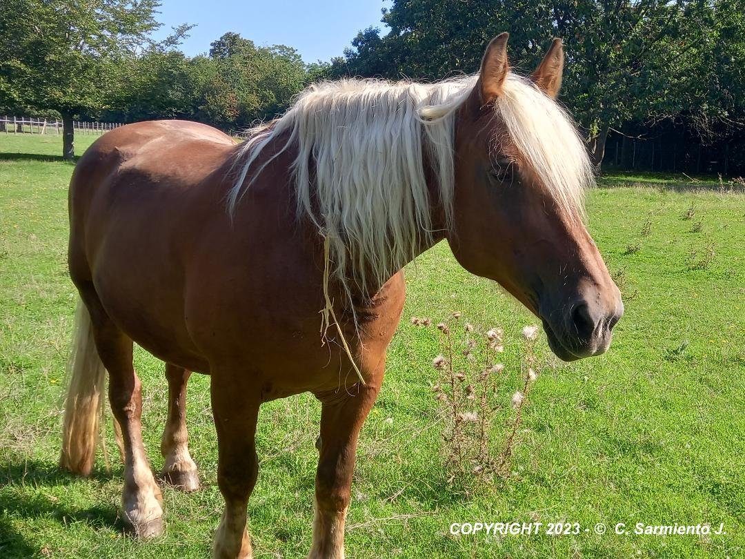 Solve MORNING WALK – Comtois Horses 1 jigsaw puzzle online with 88 pieces