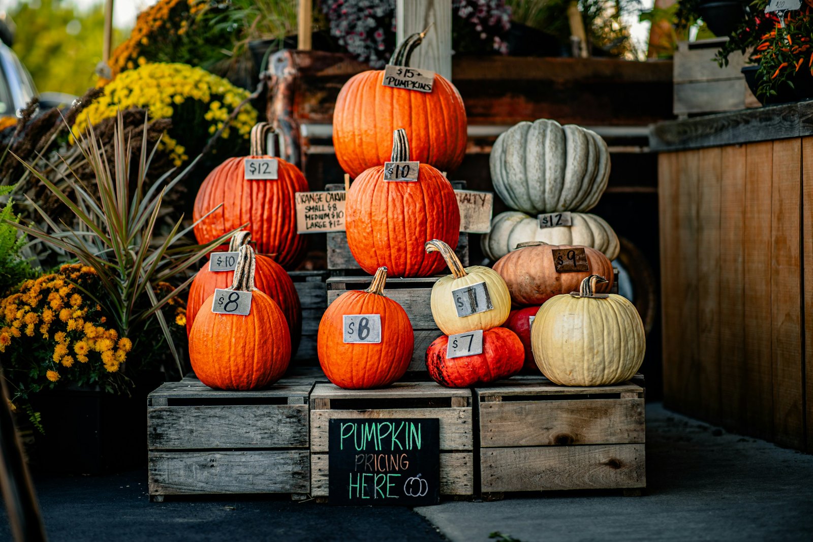 Solve Pumpkins jigsaw puzzle online with 40 pieces