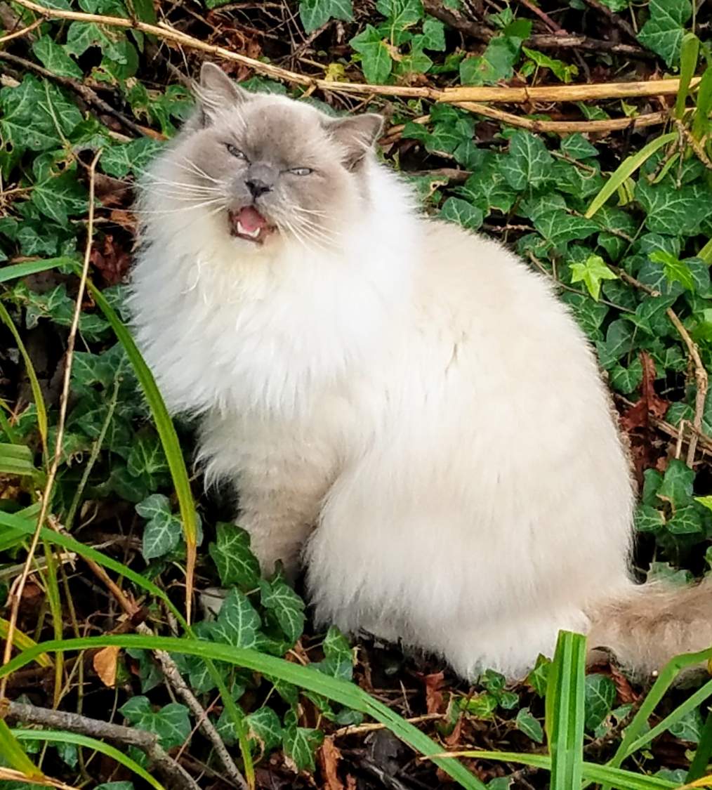 Solve Cat jigsaw puzzle online with 30 pieces