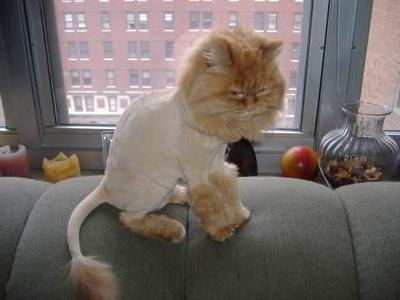 Solve Murphy the Lion King jigsaw puzzle online with 35 pieces