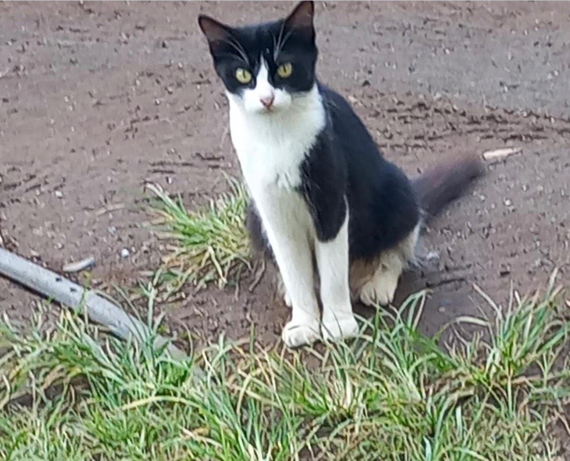 Solve poes- jigsaw puzzle online with 80 pieces