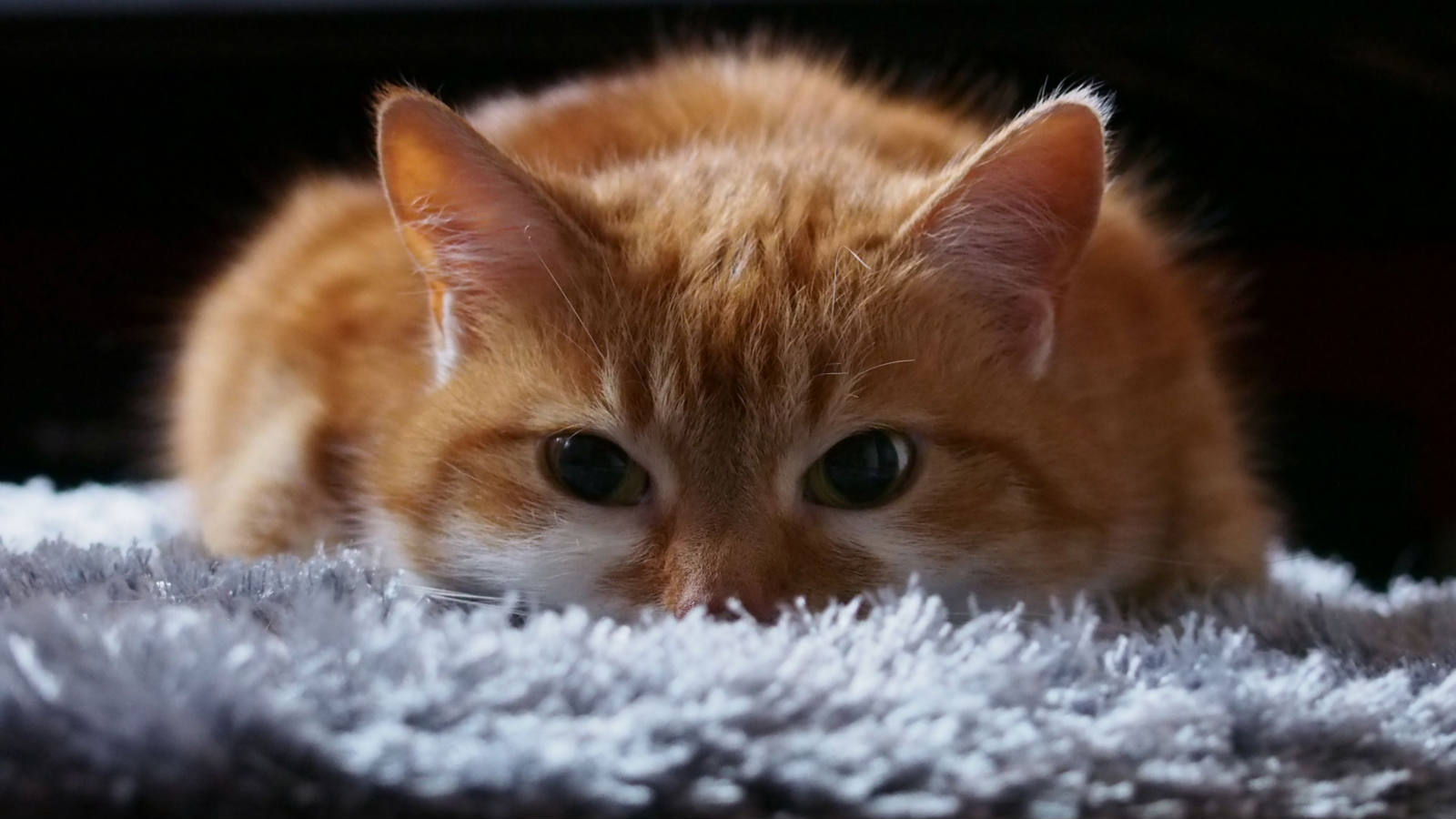 Solve Iines jigsaw puzzle online with 252 pieces