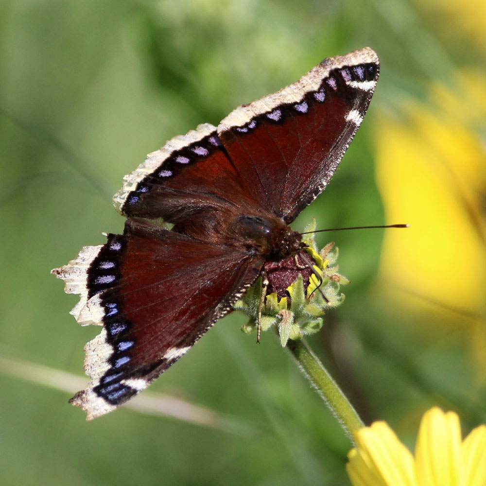 Jigsaw Puzzle | Mourning Cloak Butterfly on Bush Sunflower, Famosa ...