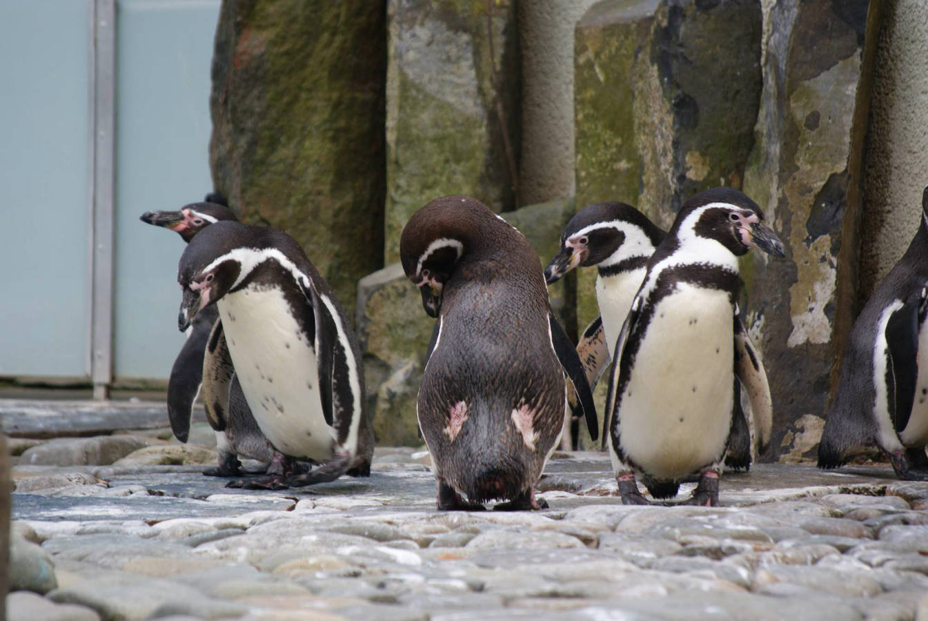 Solve Penguins jigsaw puzzle online with 126 pieces