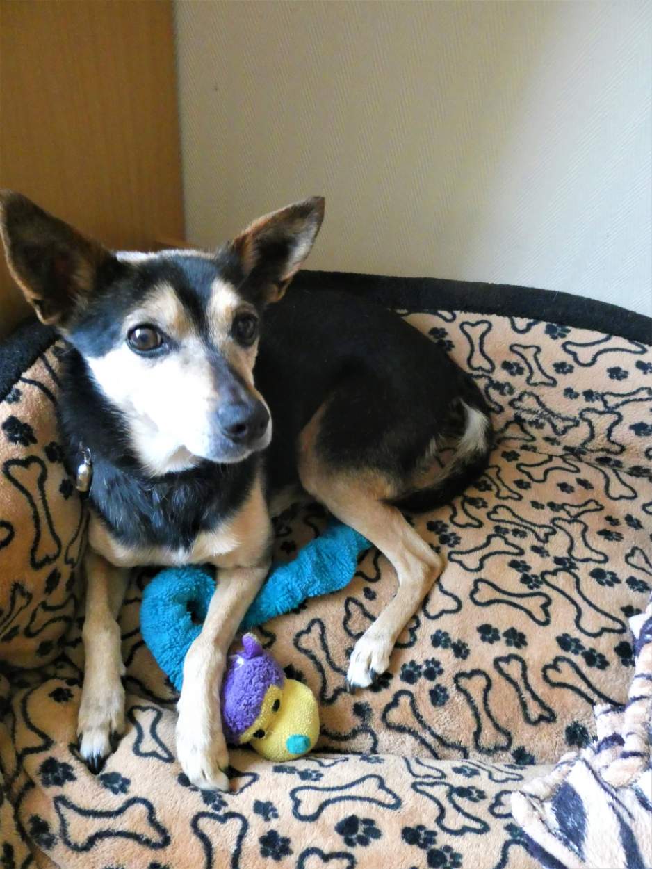 Solve Bambi with her cuddle. It is a mix of a monkey - the head - and a ...