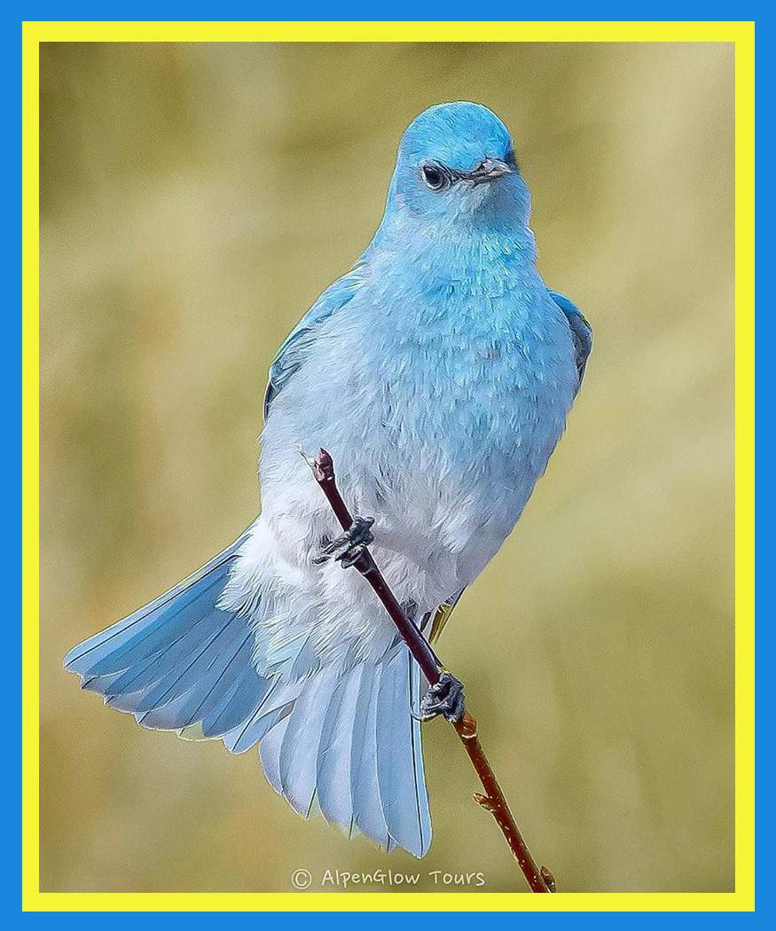 Solve Mountain Bluebird (Sialia currucoides) jigsaw puzzle online with ...