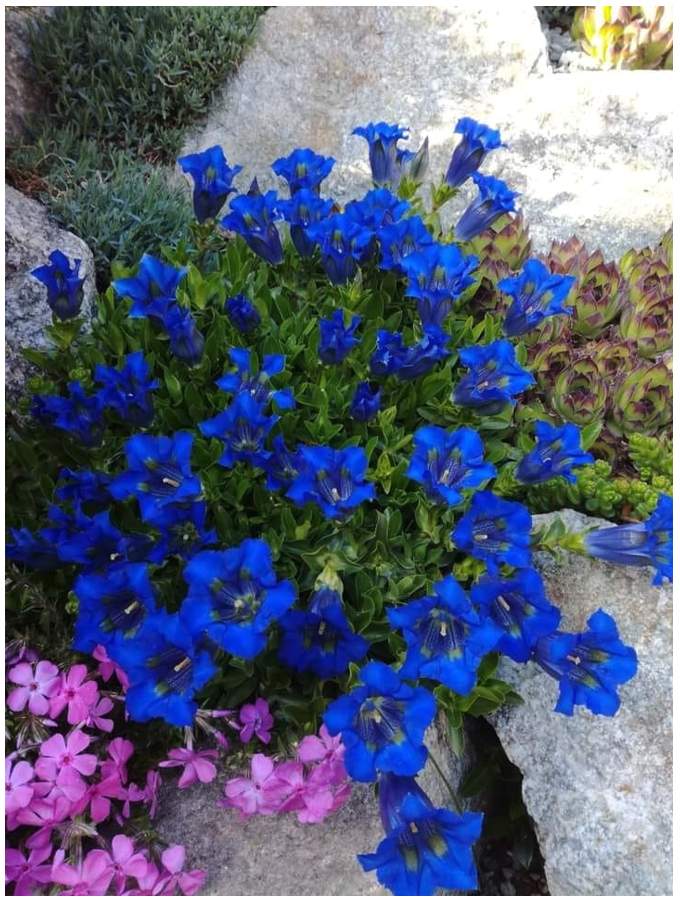 Solve Blue flowers - Modre kvetiny jigsaw puzzle online with 63 pieces