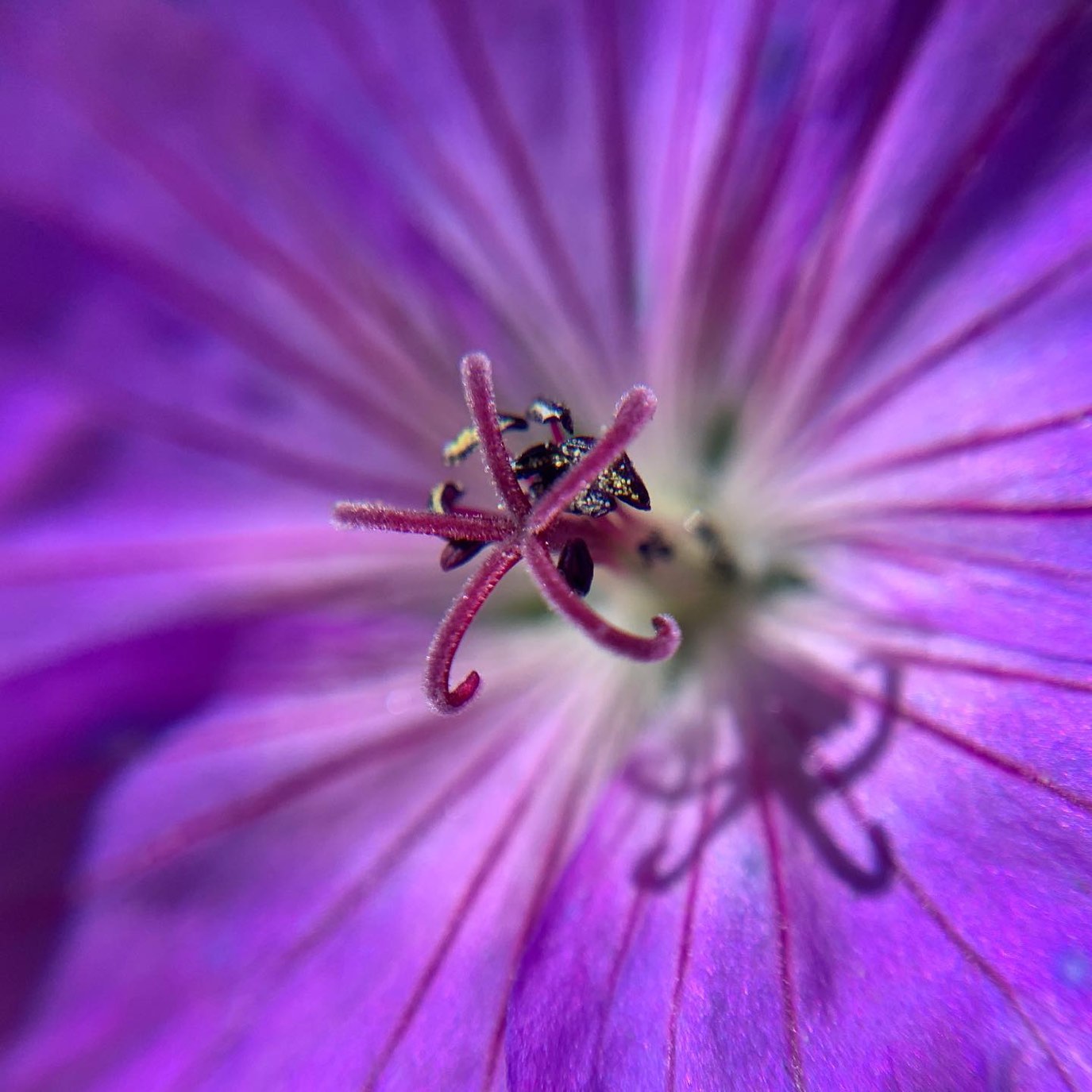 Solve Cranesbill Hardy Geranium jigsaw puzzle online with 121 pieces