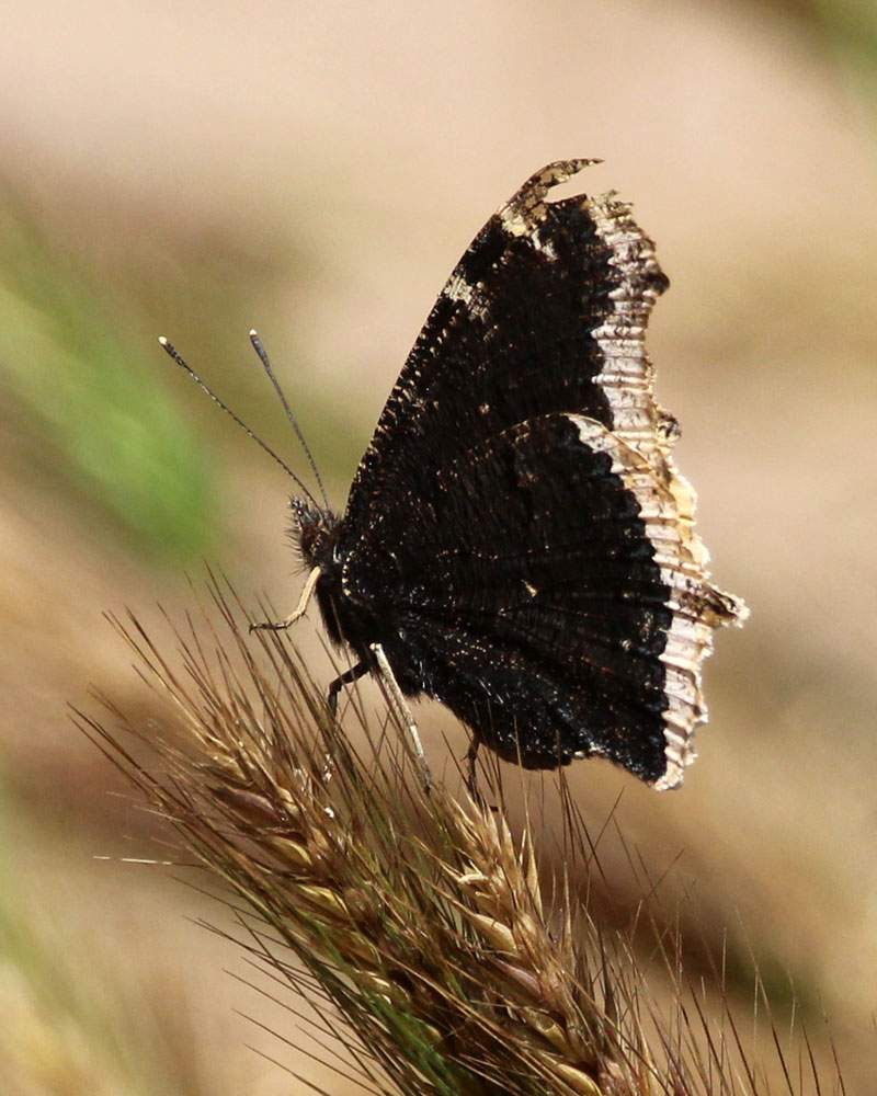 Solve Mourning Cloak Butterfly, Buena Vista Park, Vista, California ...