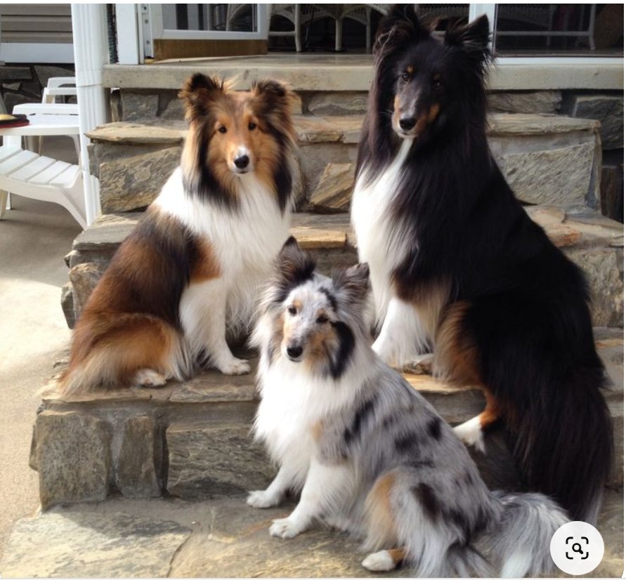 Solve Sable Sheltie, Blue Merle Sheltie, Tri-Color Collie. jigsaw ...