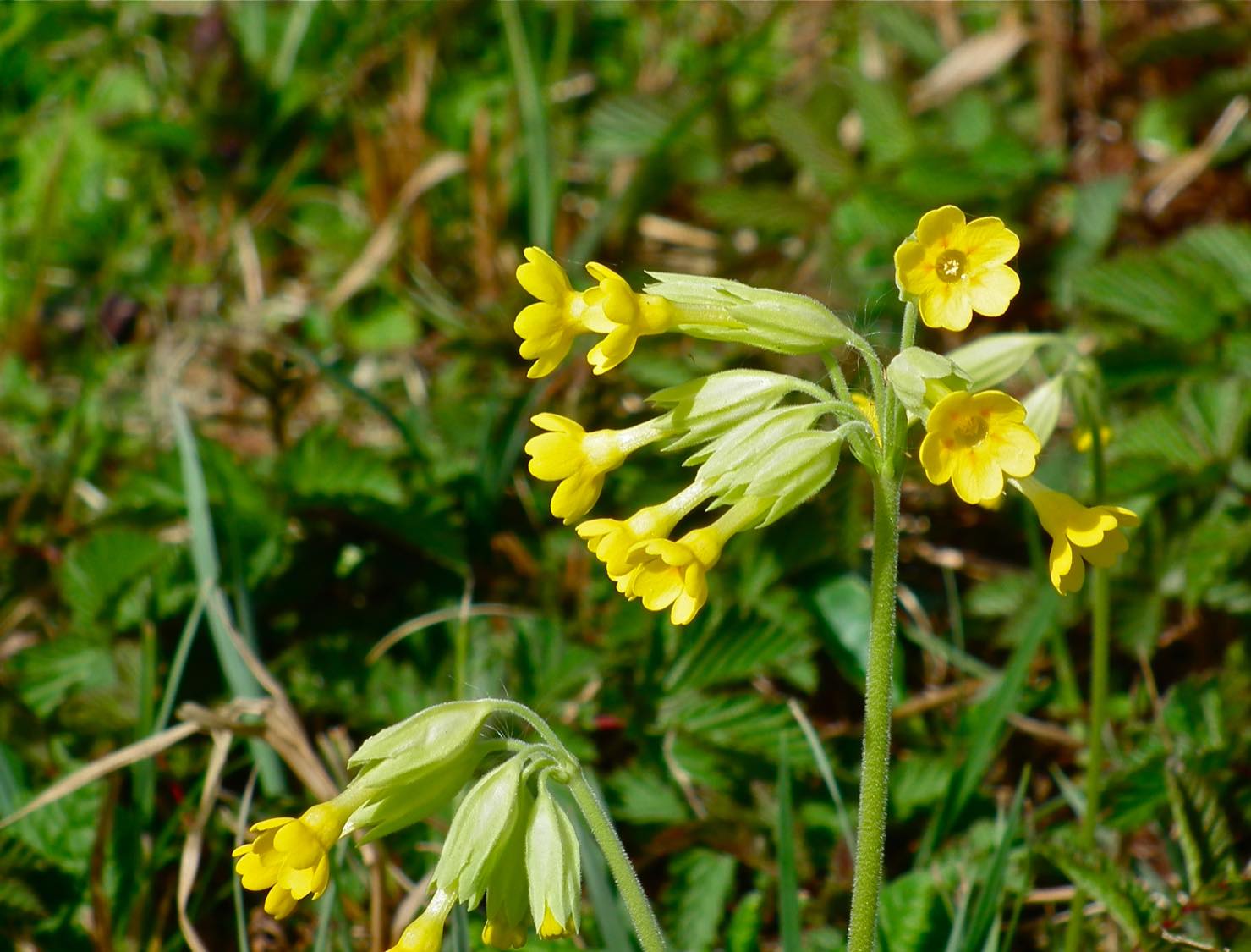 Solve Cowslip jigsaw puzzle online with 99 pieces