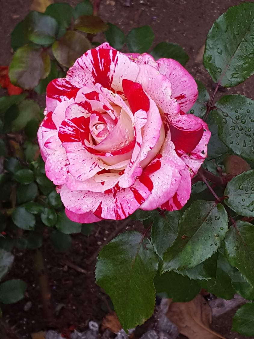 Solve Mottled Rose jigsaw puzzle online with 30 pieces