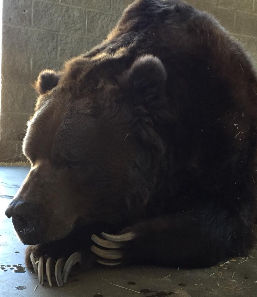 Solve JIMBO THE BEAR/ RIP jigsaw puzzle online with 224 pieces