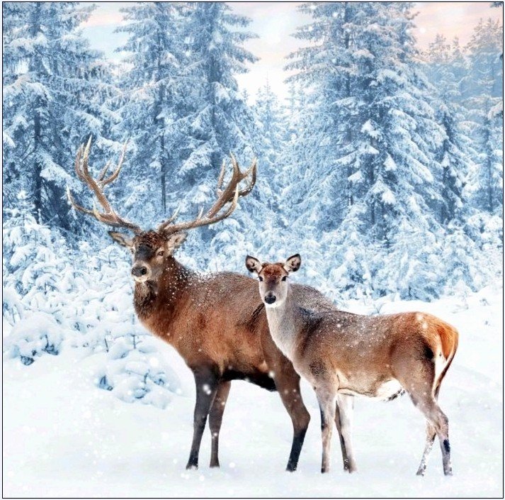 Solve Jelen s laní_Deer jigsaw puzzle online with 25 pieces