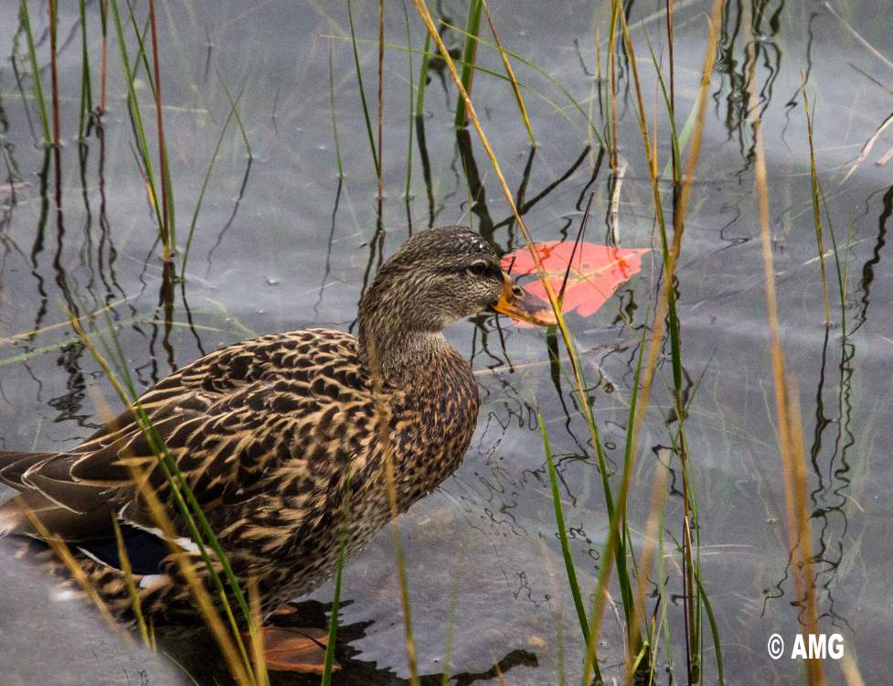 Solve One Small Leaf To Say Fall Is On Its Way jigsaw puzzle online ...