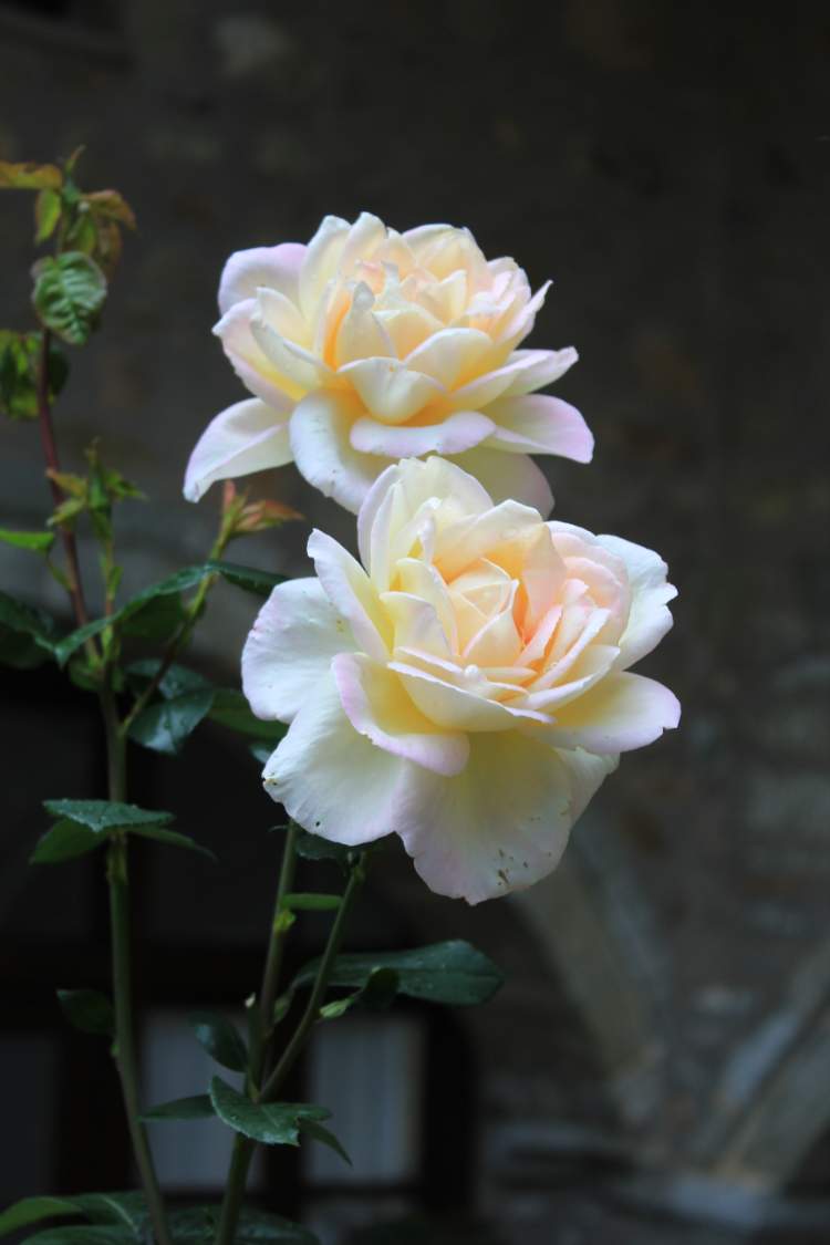 Solve Greek rose jigsaw puzzle online with 54 pieces