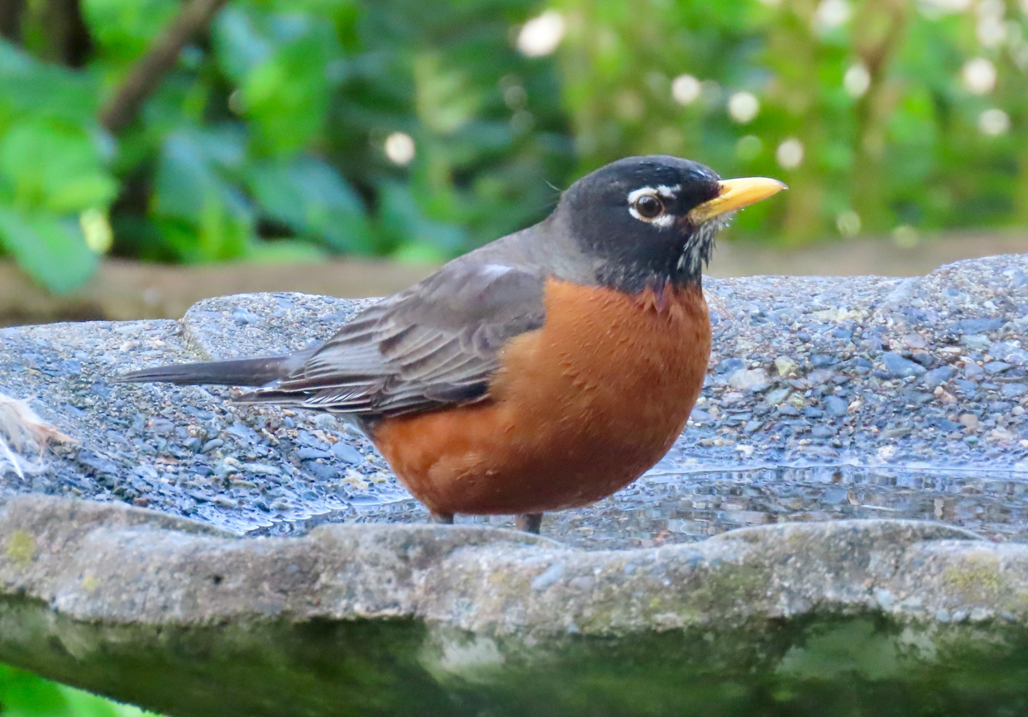 Solve American Robin jigsaw puzzle online with 126 pieces
