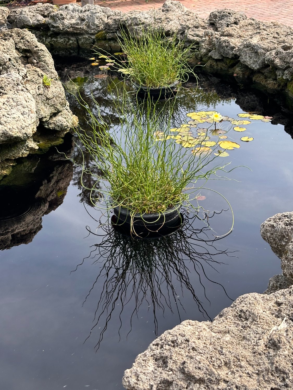 Solve Corkscrew reeds at Tower Hill jigsaw puzzle online with 63 pieces