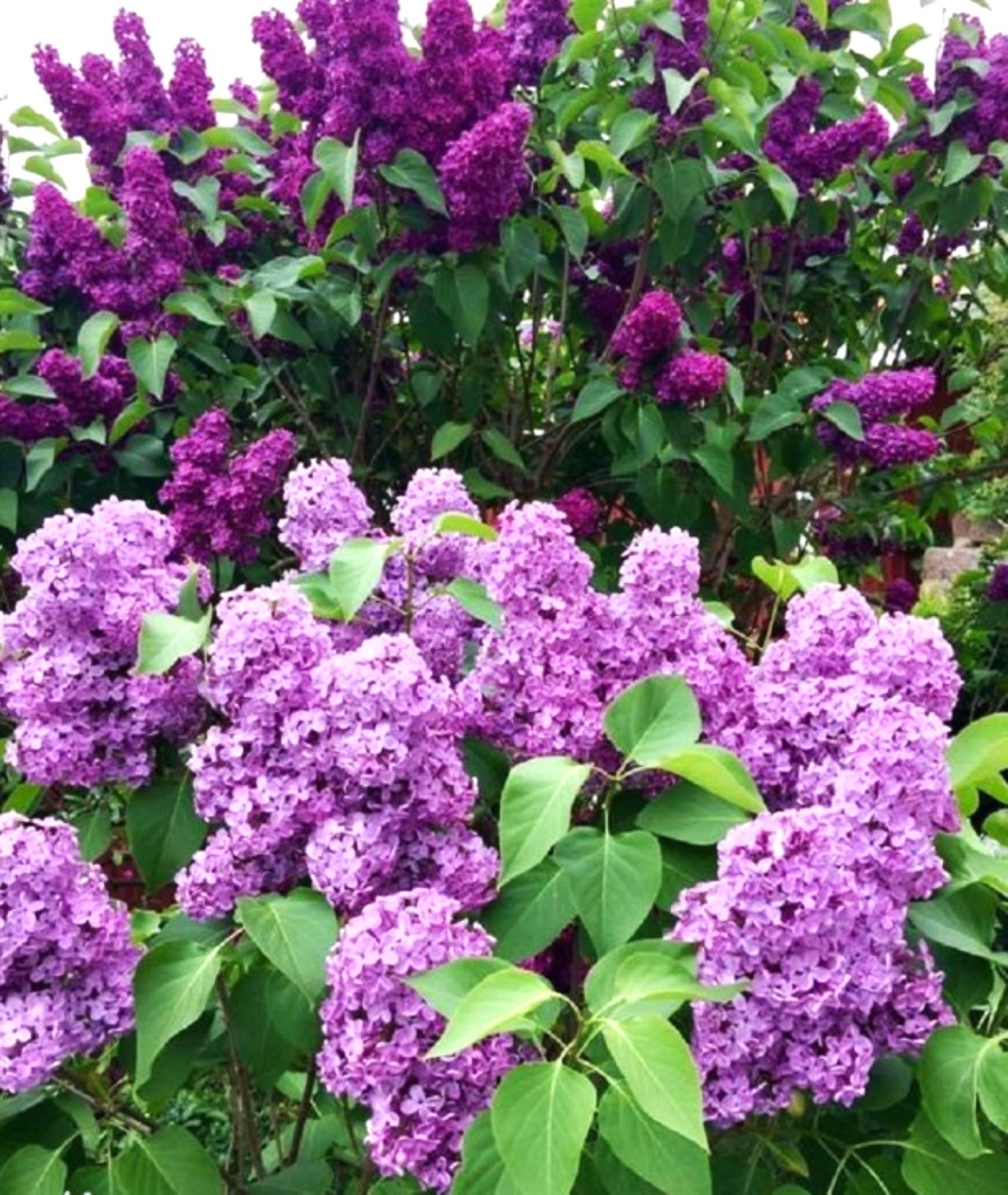Jigsaw Puzzle | 304 pieces | One of my favorites, Lilac | Jigidi