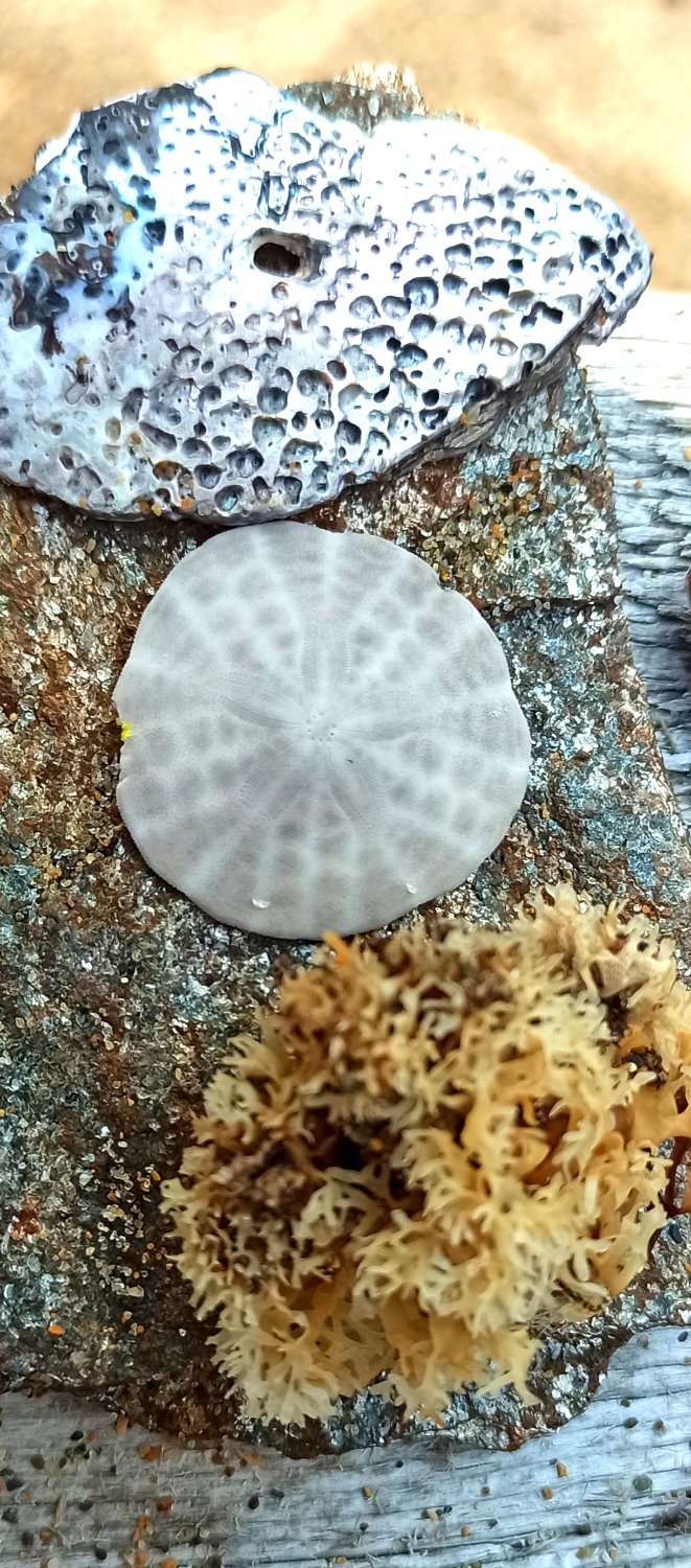 Solve Seaside Shells jigsaw puzzle online with 105 pieces