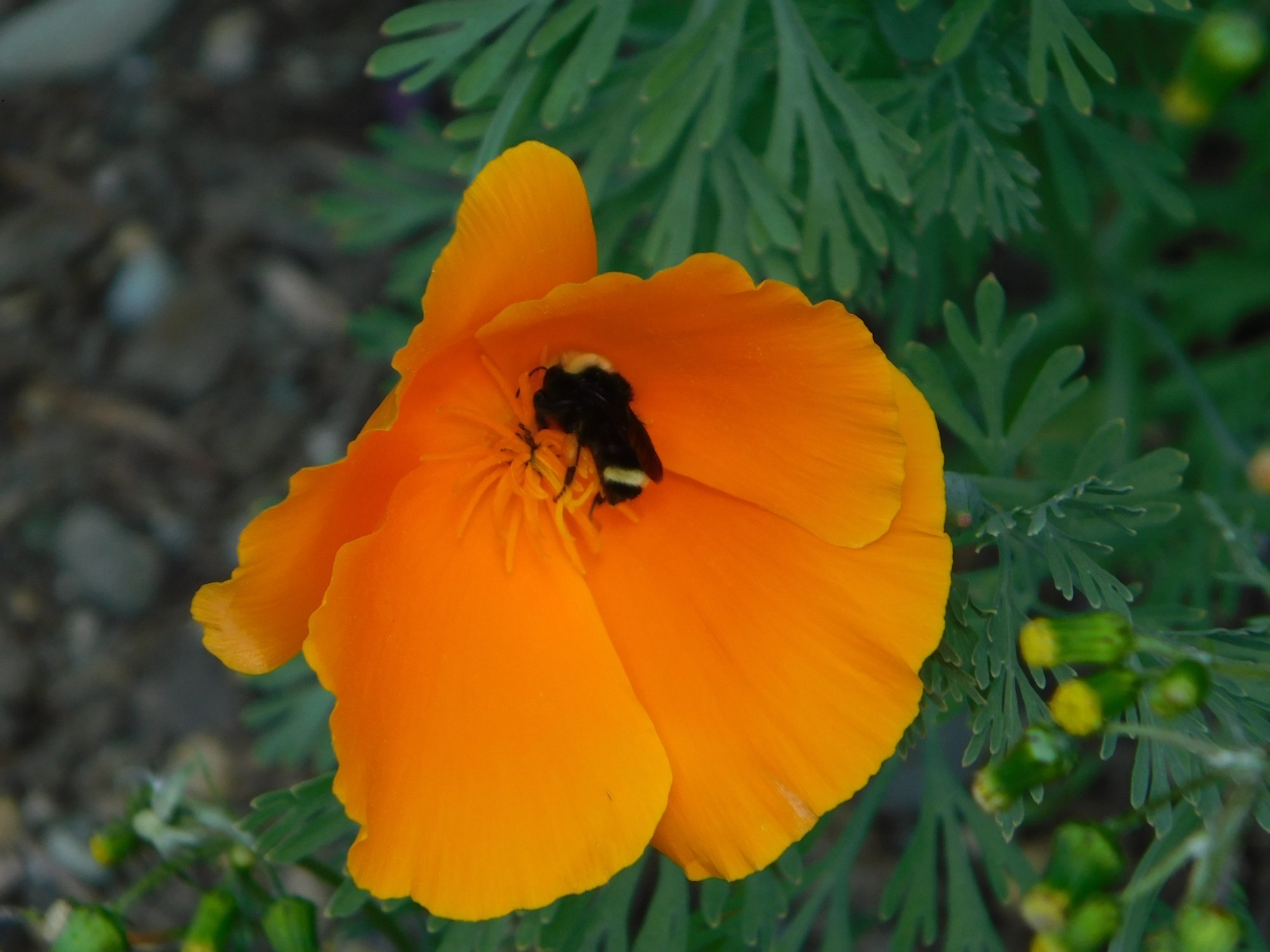 Solve Little Pollinator jigsaw puzzle online with 88 pieces