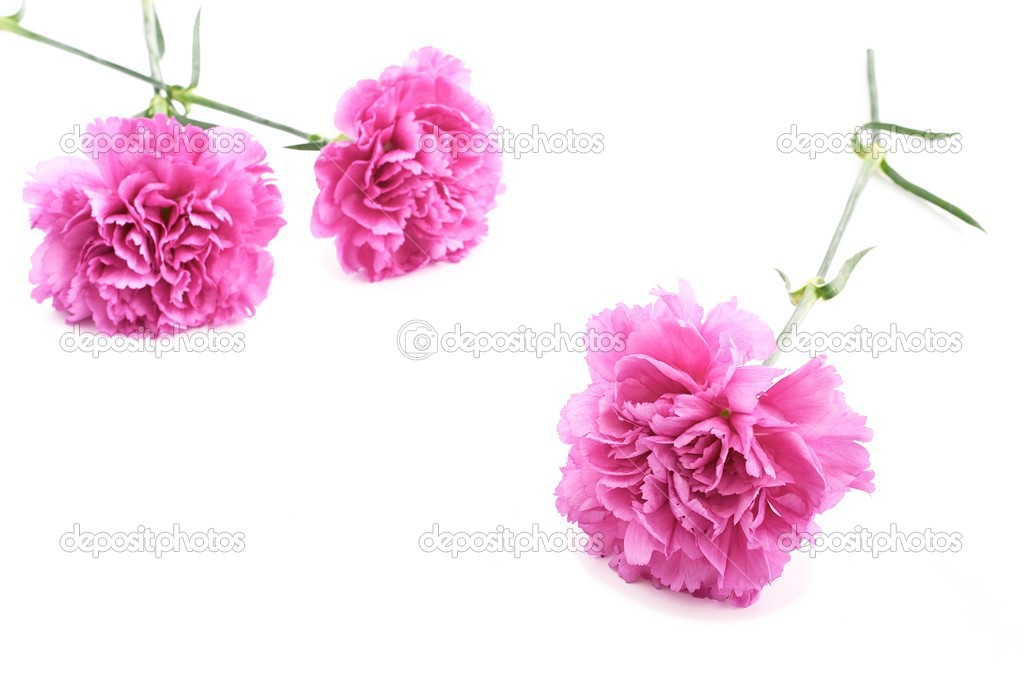 Solve depositphotos_35209341-Pink-carnations~my favorite flower jigsaw ...