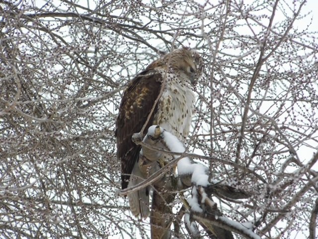 Solve This looks like a Hawk. Photo was taken in Central Park, jigsaw ...