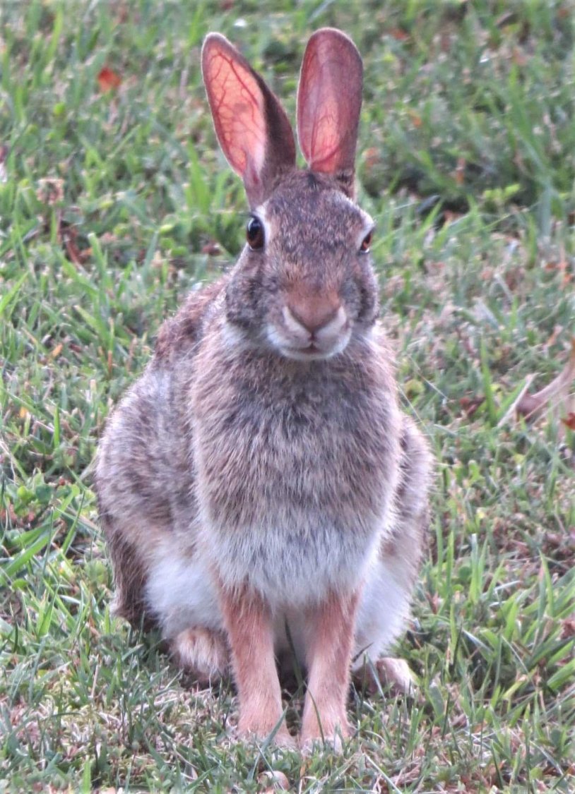 Solve Mr Hare jigsaw puzzle online with 12 pieces