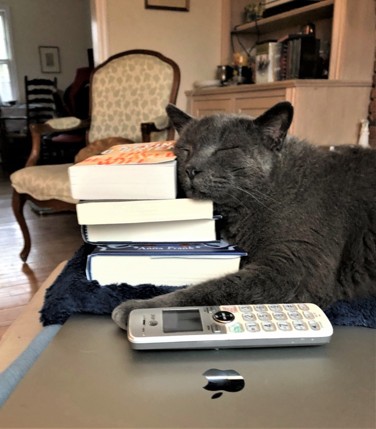 Solve Mister Gray enjoys a good book. jigsaw puzzle online with 120 pieces