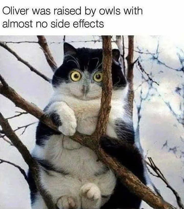 Solve Oliver the (not) owl jigsaw puzzle online with 9 pieces