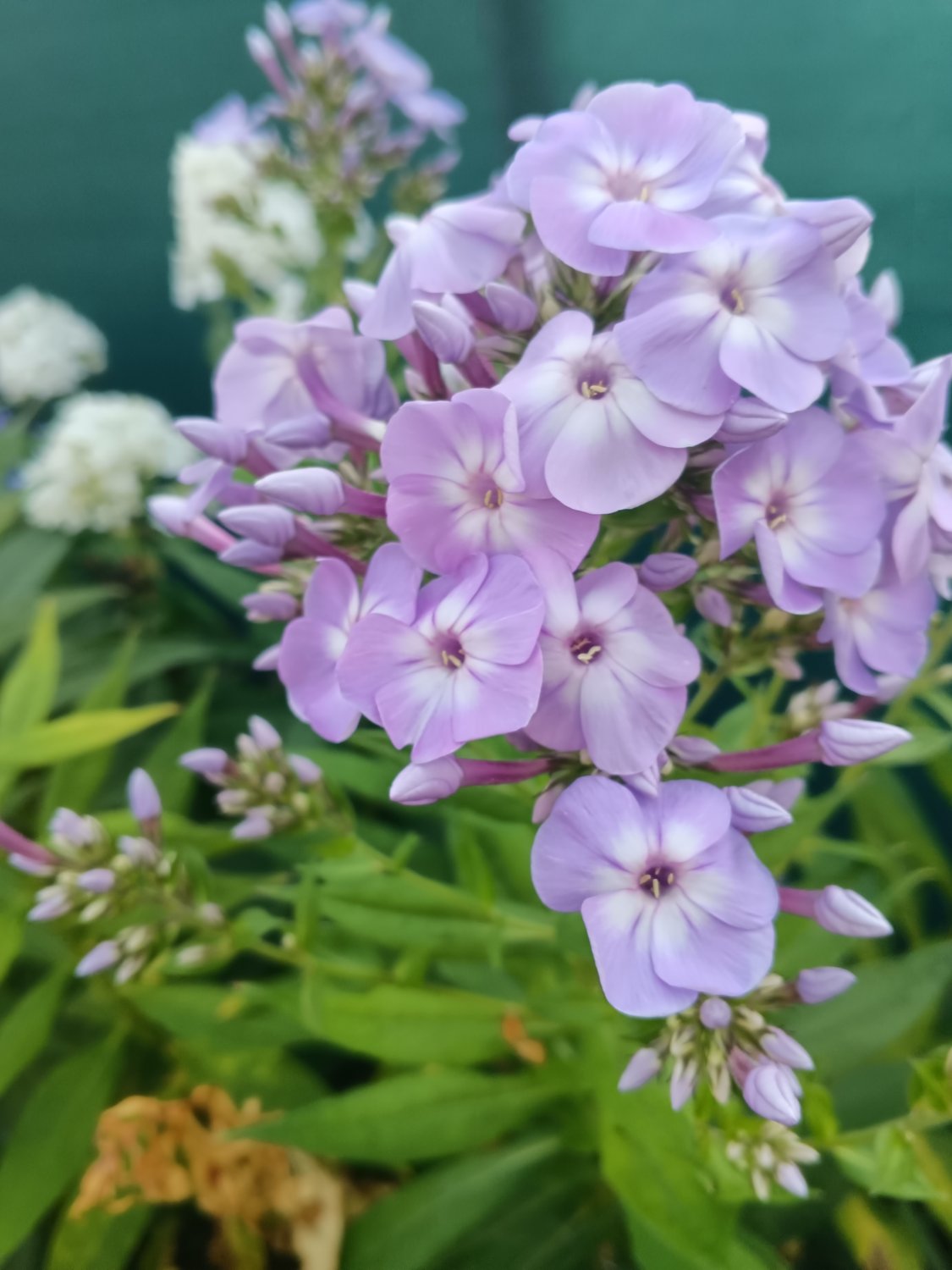 Solve flox jigsaw puzzle online with 108 pieces