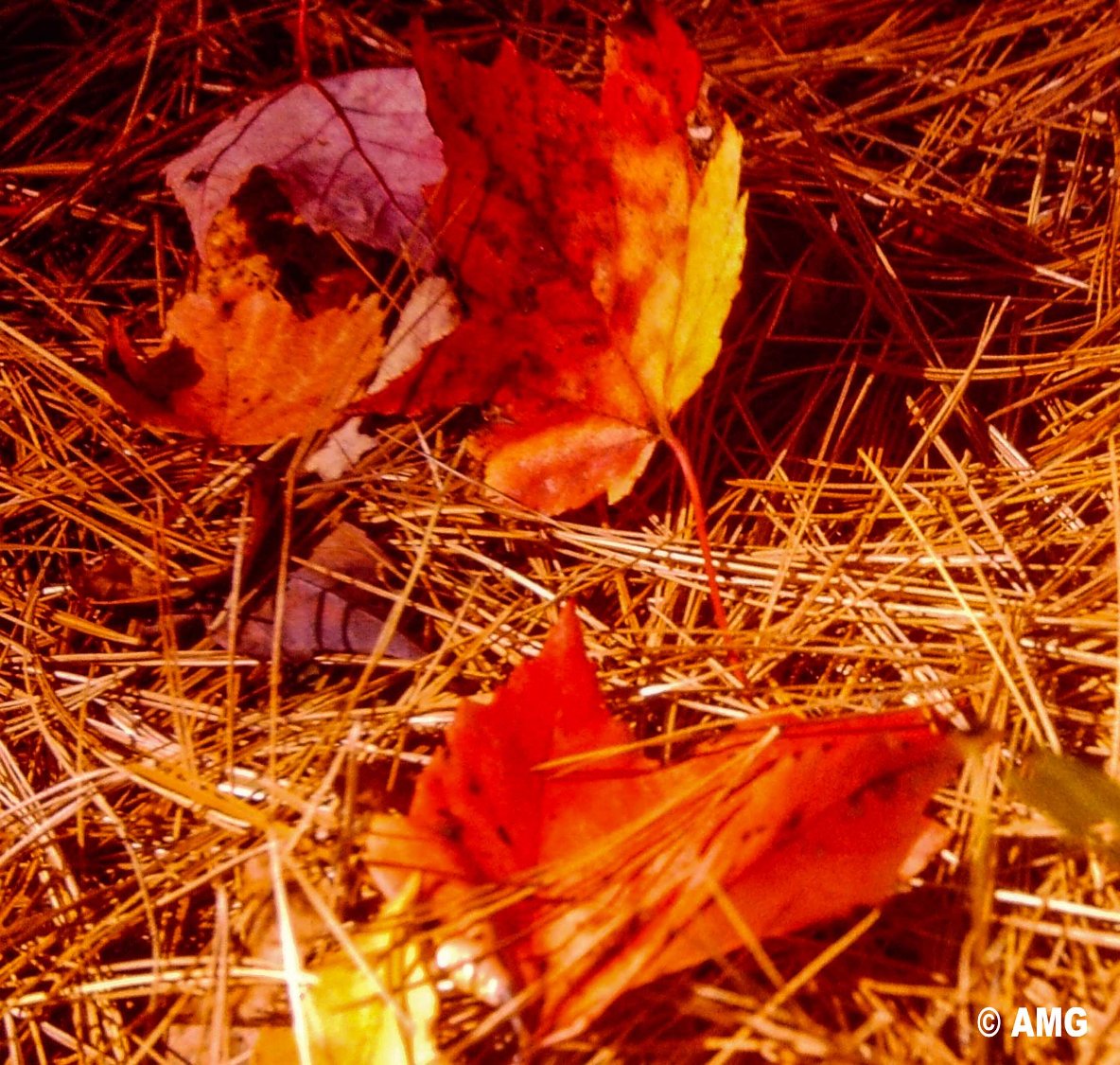 Solve Fall Leaves jigsaw puzzle online with 9 pieces