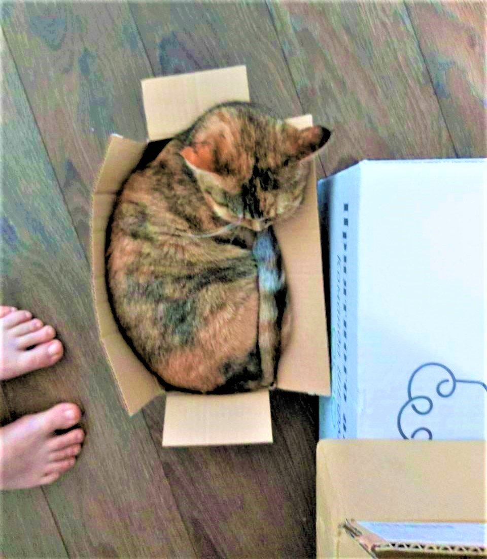 Solve A Trap is a Trap, No Matter How Small. jigsaw puzzle online with ...