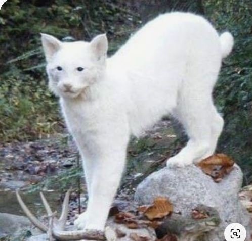 Solve albino bobcat jigsaw puzzle online with 36 pieces