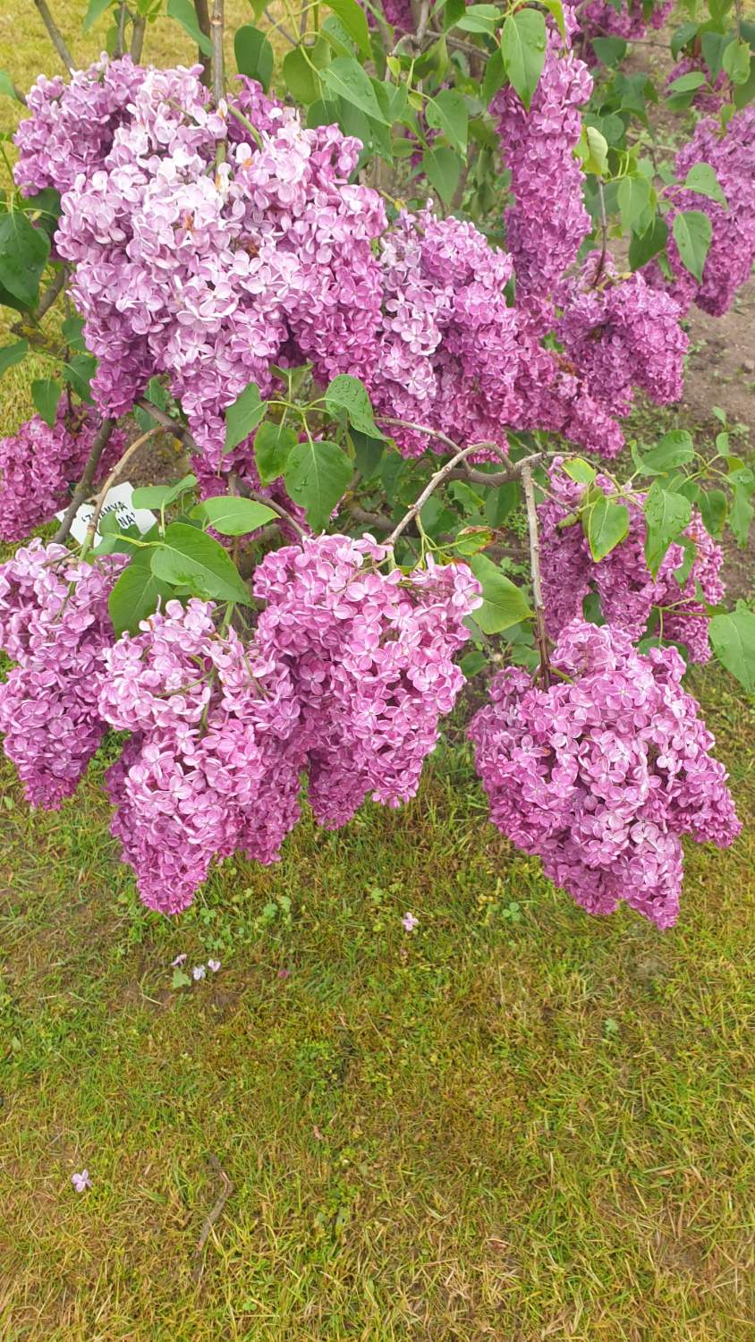 Solve Lilac. jigsaw puzzle online with 209 pieces