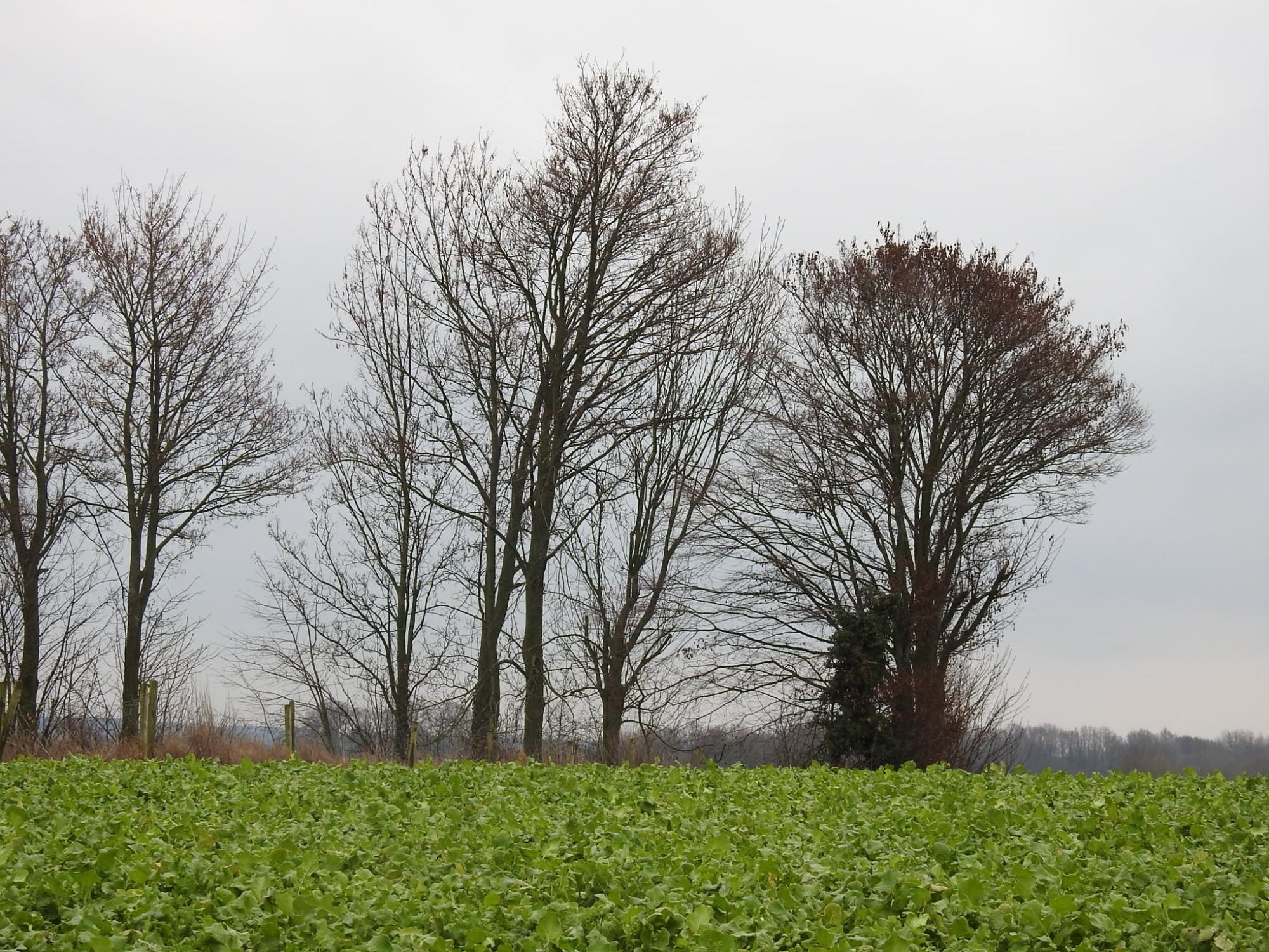 Solve Series - Trees jigsaw puzzle online with 192 pieces