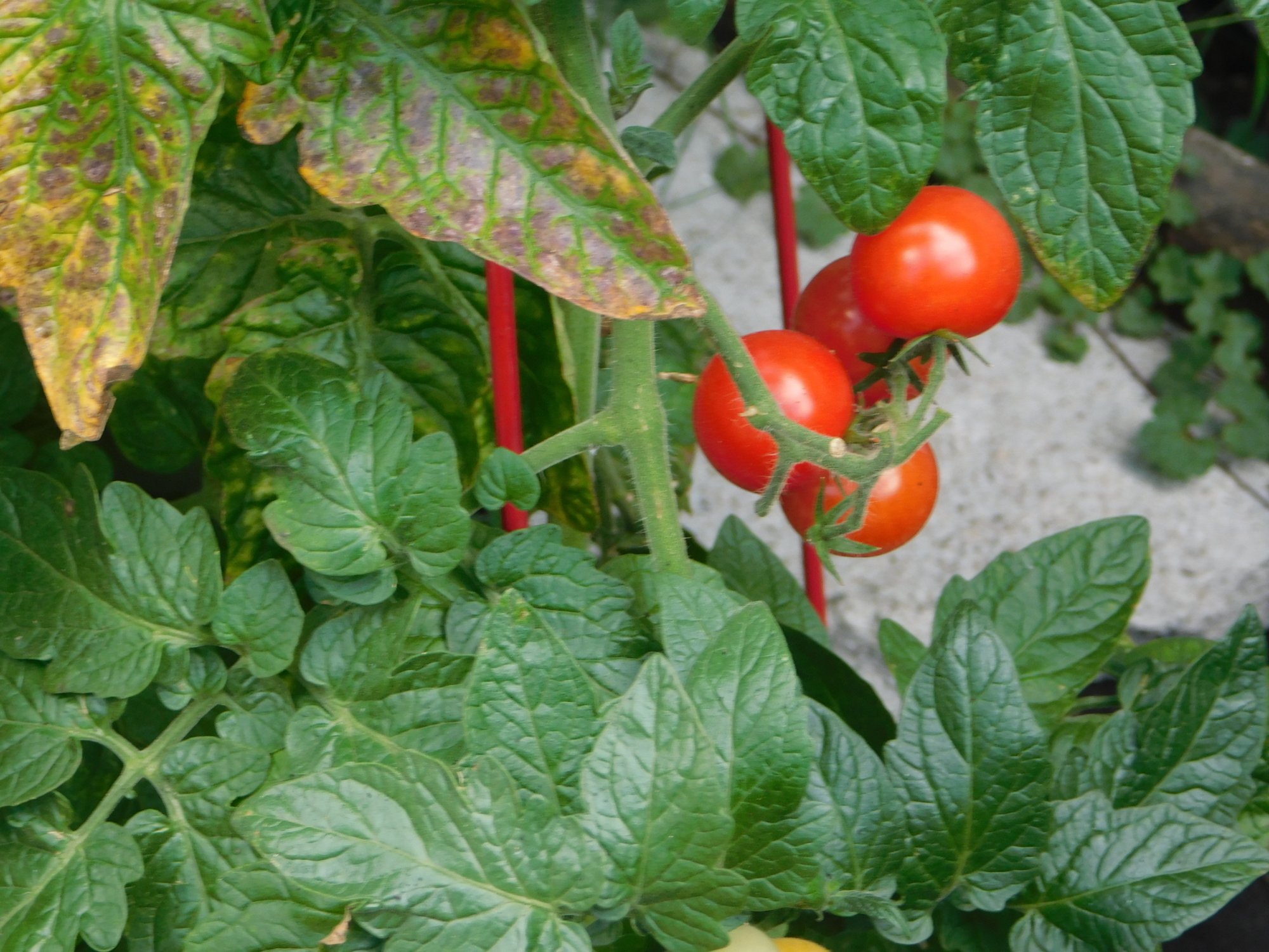 Solve The tomatoes jigsaw puzzle online with 80 pieces