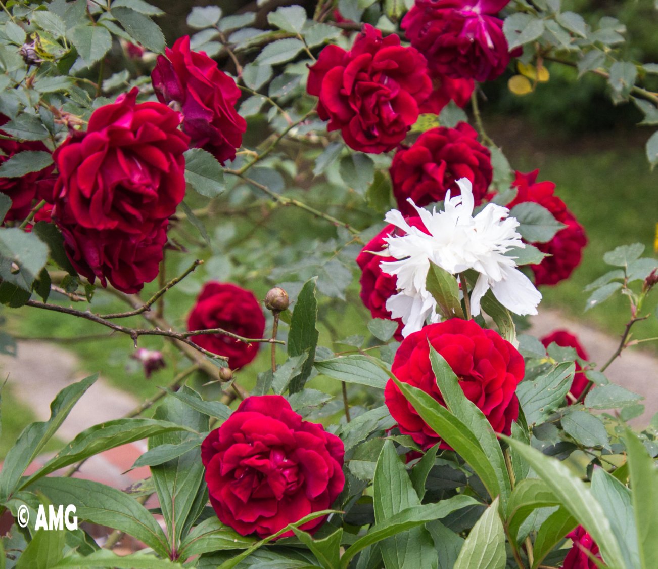 Solve Pinocchio Rose With A Peony jigsaw puzzle online with 9 pieces